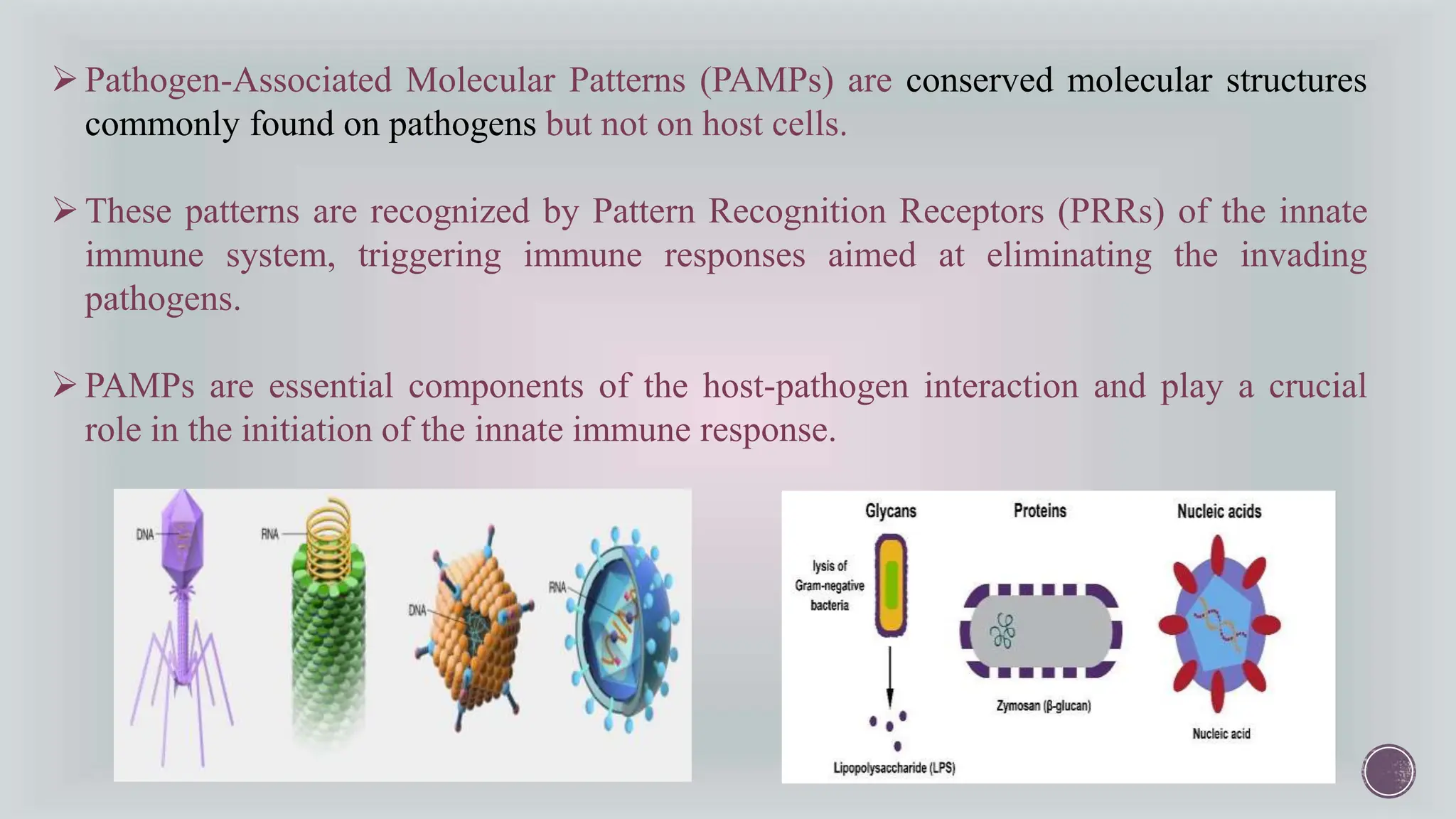 Pathogen Recognition Receptors (PRRS) & Pathogen Associated Molecular Patterns (PAMPS).pptx