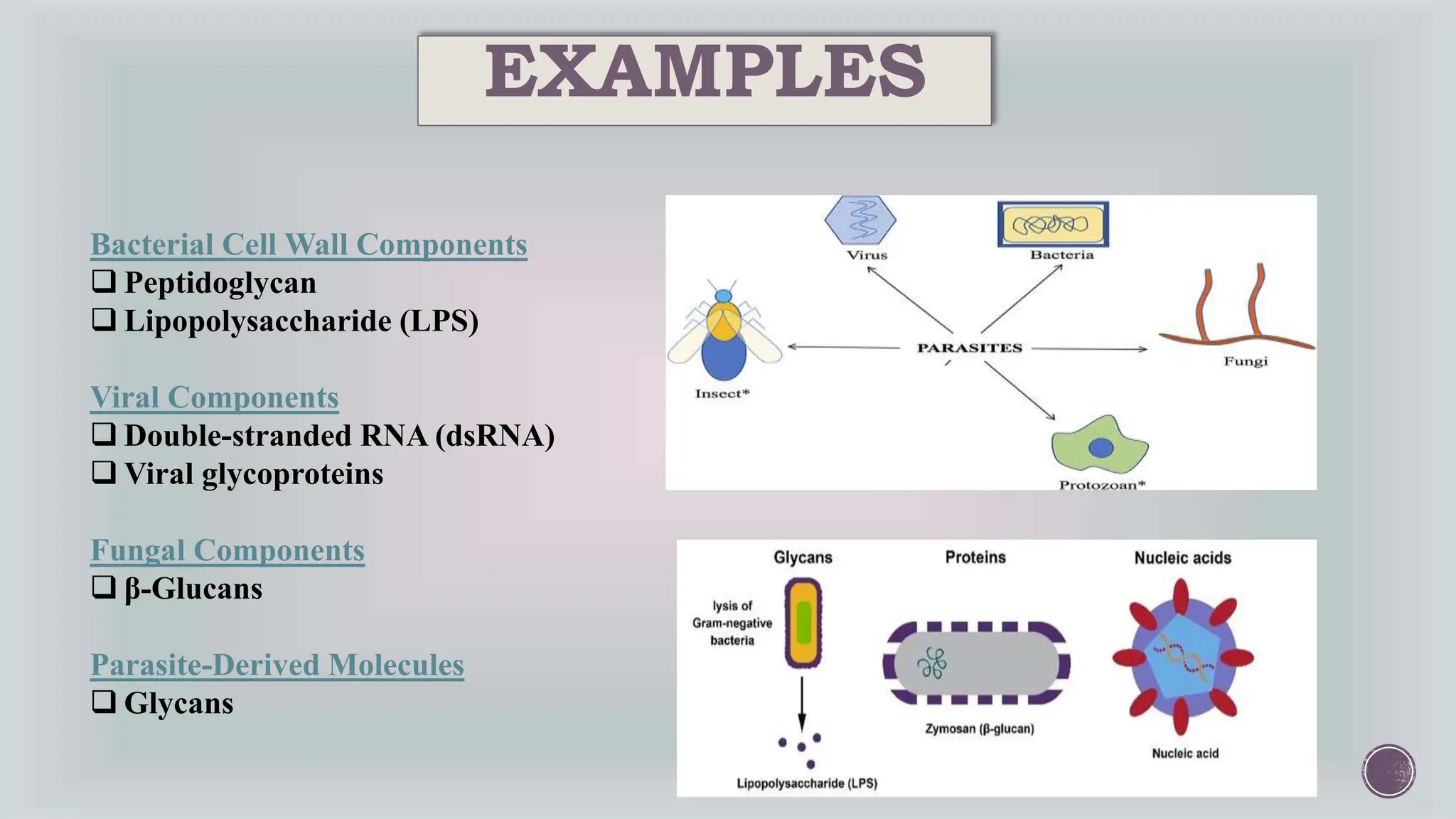 Pathogen Recognition Receptors (PRRS) & Pathogen Associated Molecular Patterns (PAMPS).pptx