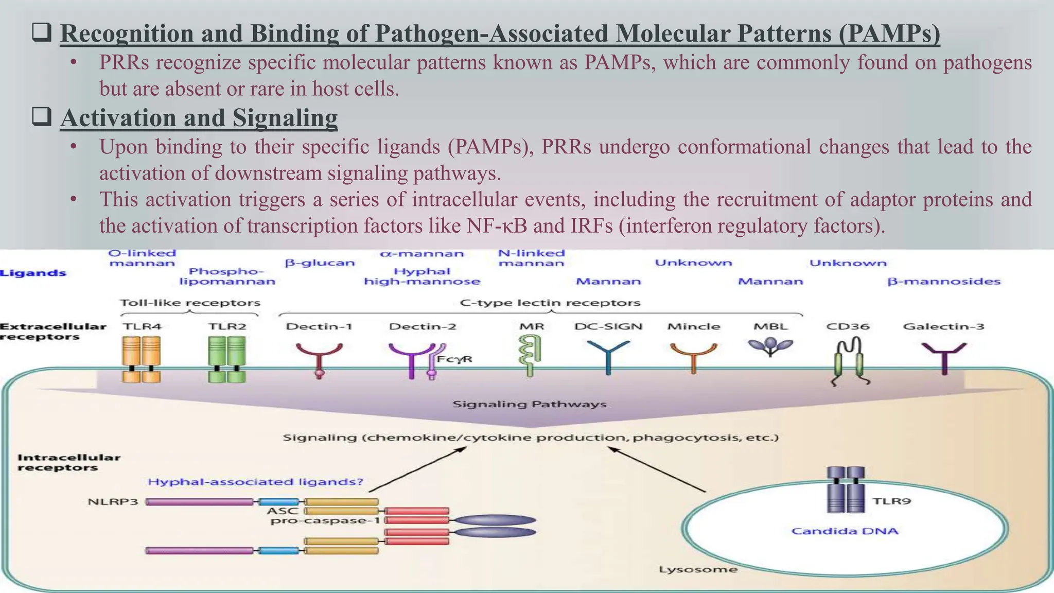 Pathogen Recognition Receptors (PRRS) & Pathogen Associated Molecular Patterns (PAMPS).pptx