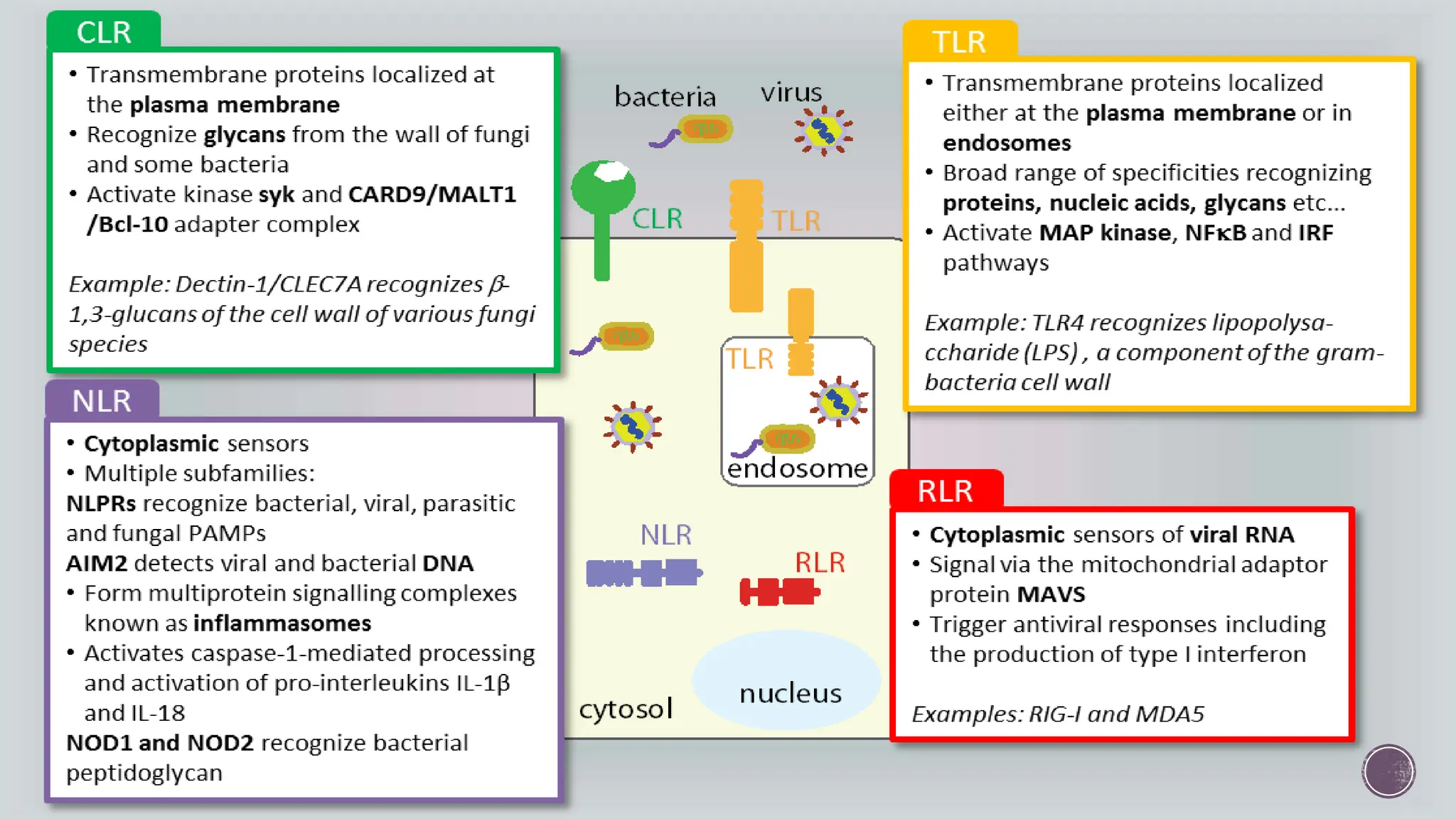 Pathogen Recognition Receptors (PRRS) & Pathogen Associated Molecular ...