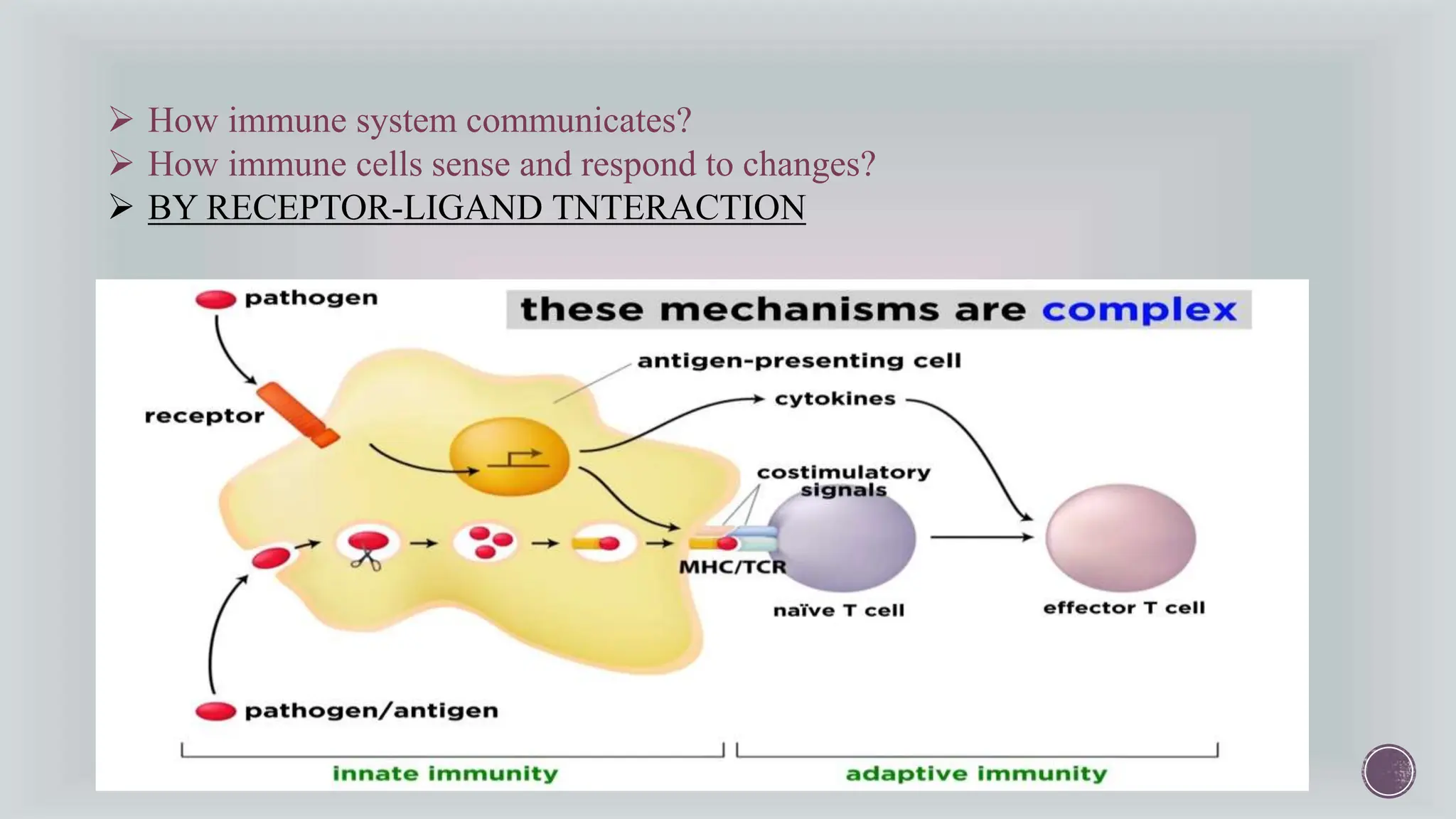 Pathogen Recognition Receptors Prrs And Pathogen Associated Molecular