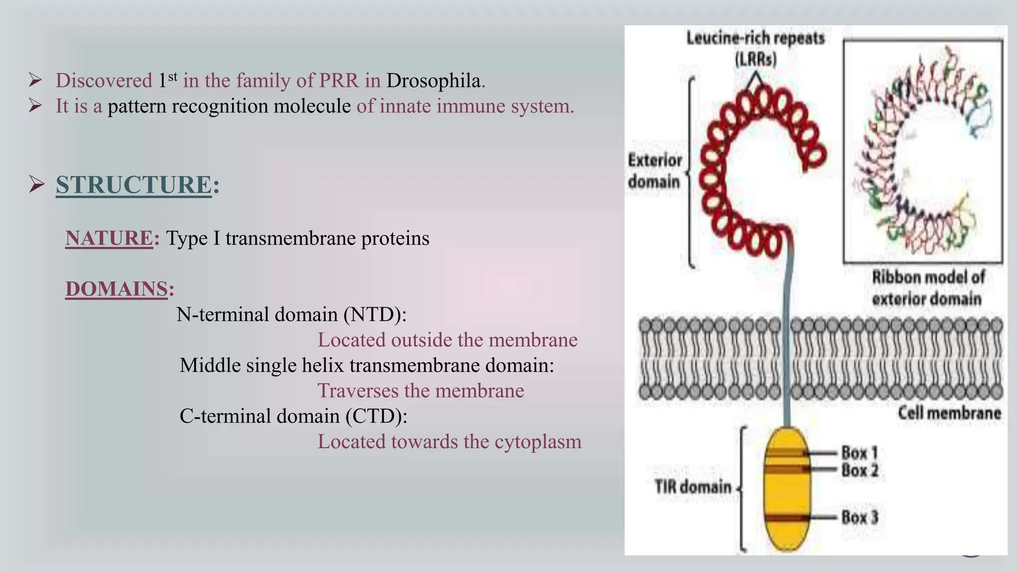 Pathogen Recognition Receptors (PRRS) & Pathogen Associated Molecular Patterns (PAMPS).pptx