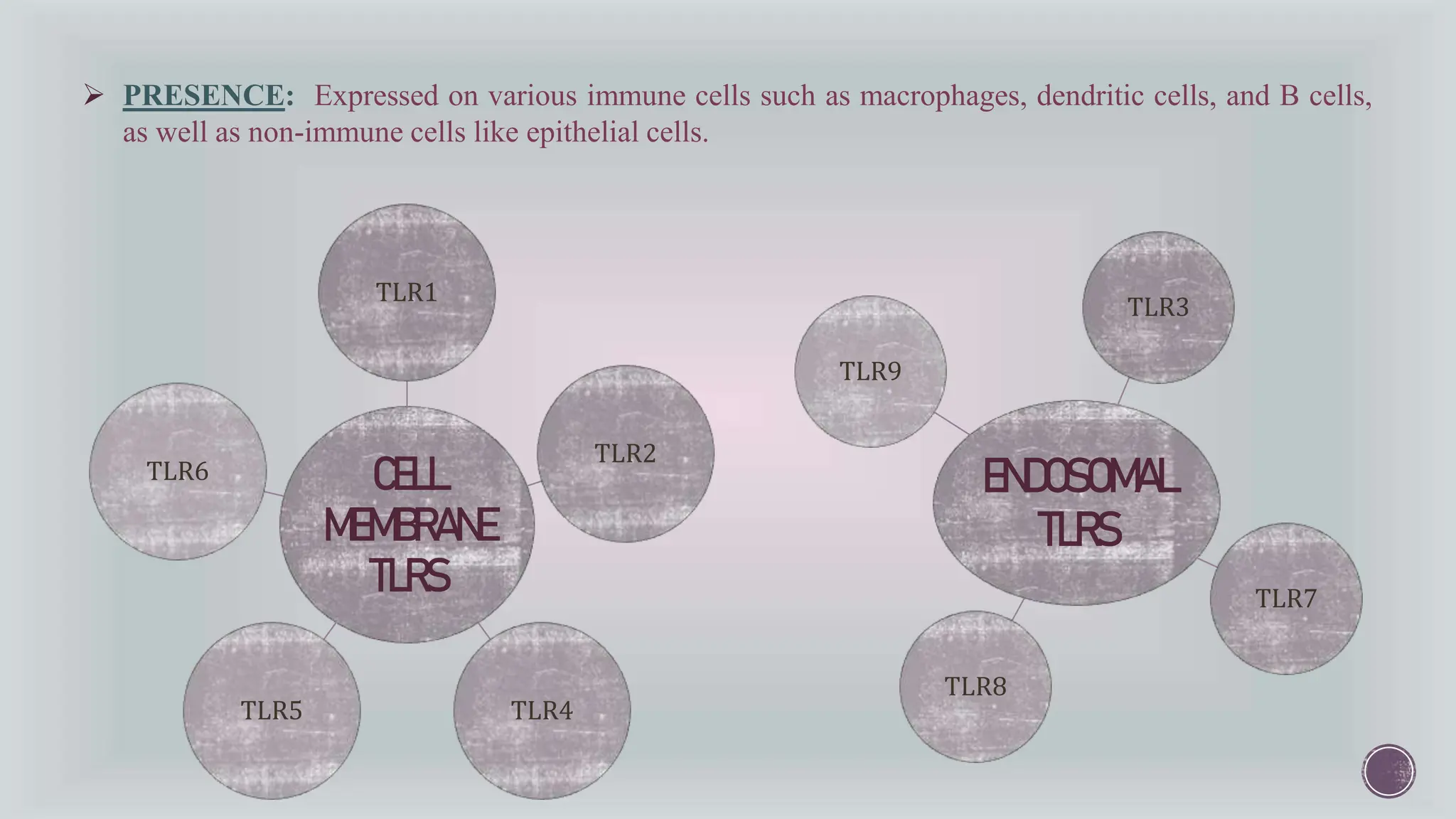 Pathogen Recognition Receptors (PRRS) & Pathogen Associated Molecular ...