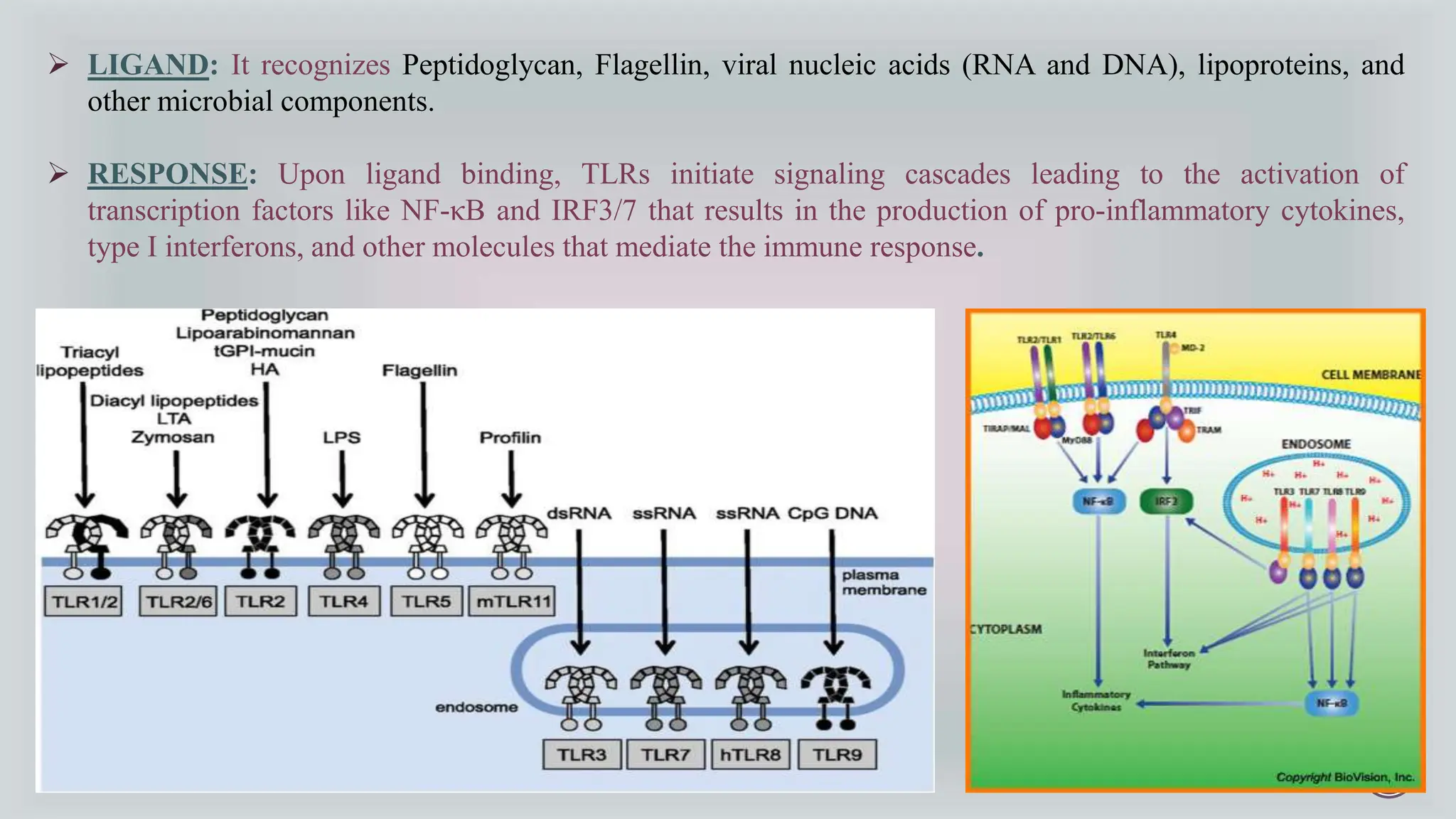 Pathogen Recognition Receptors (PRRS) & Pathogen Associated Molecular ...