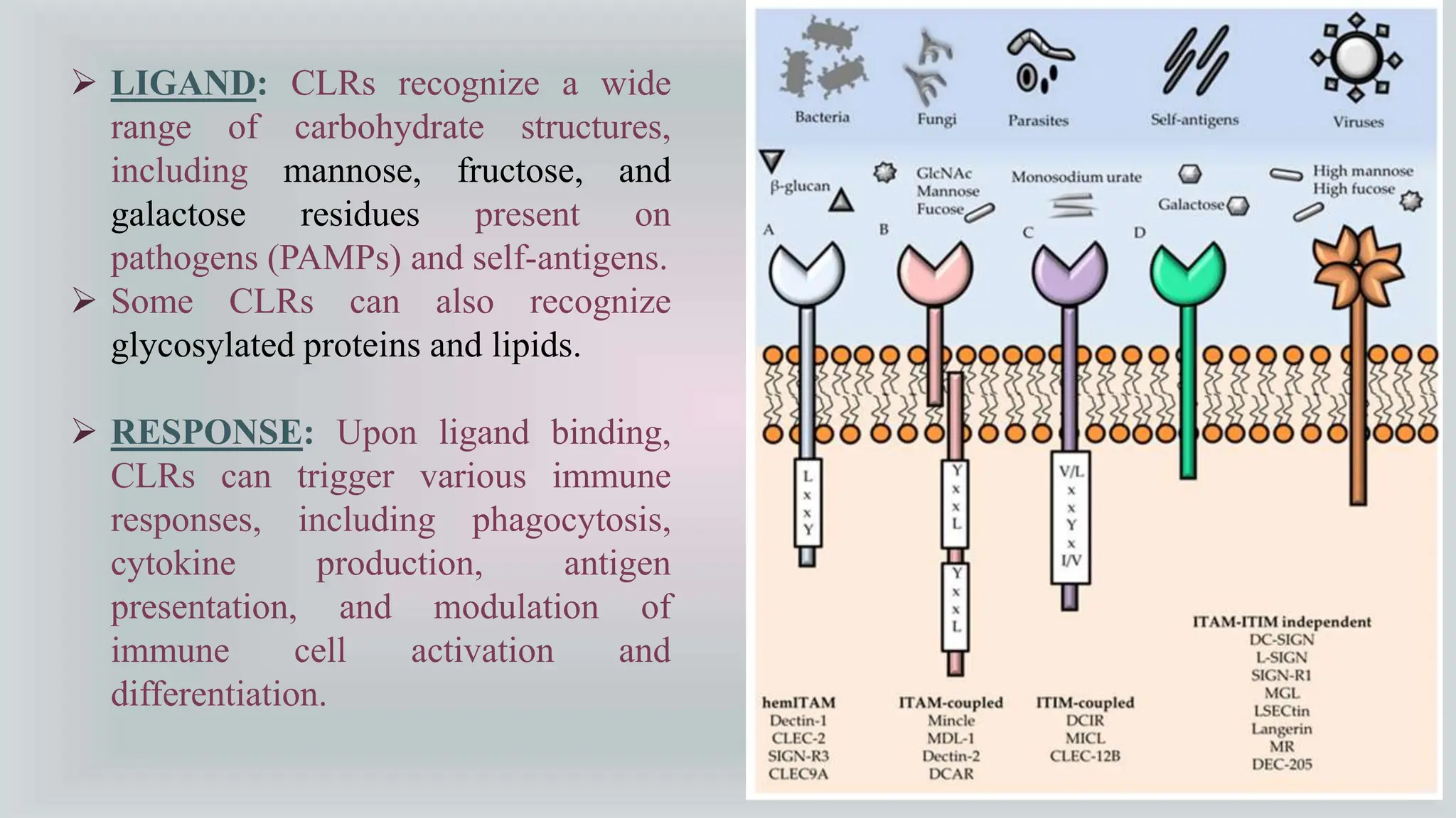 Pathogen Recognition Receptors (PRRS) & Pathogen Associated Molecular ...