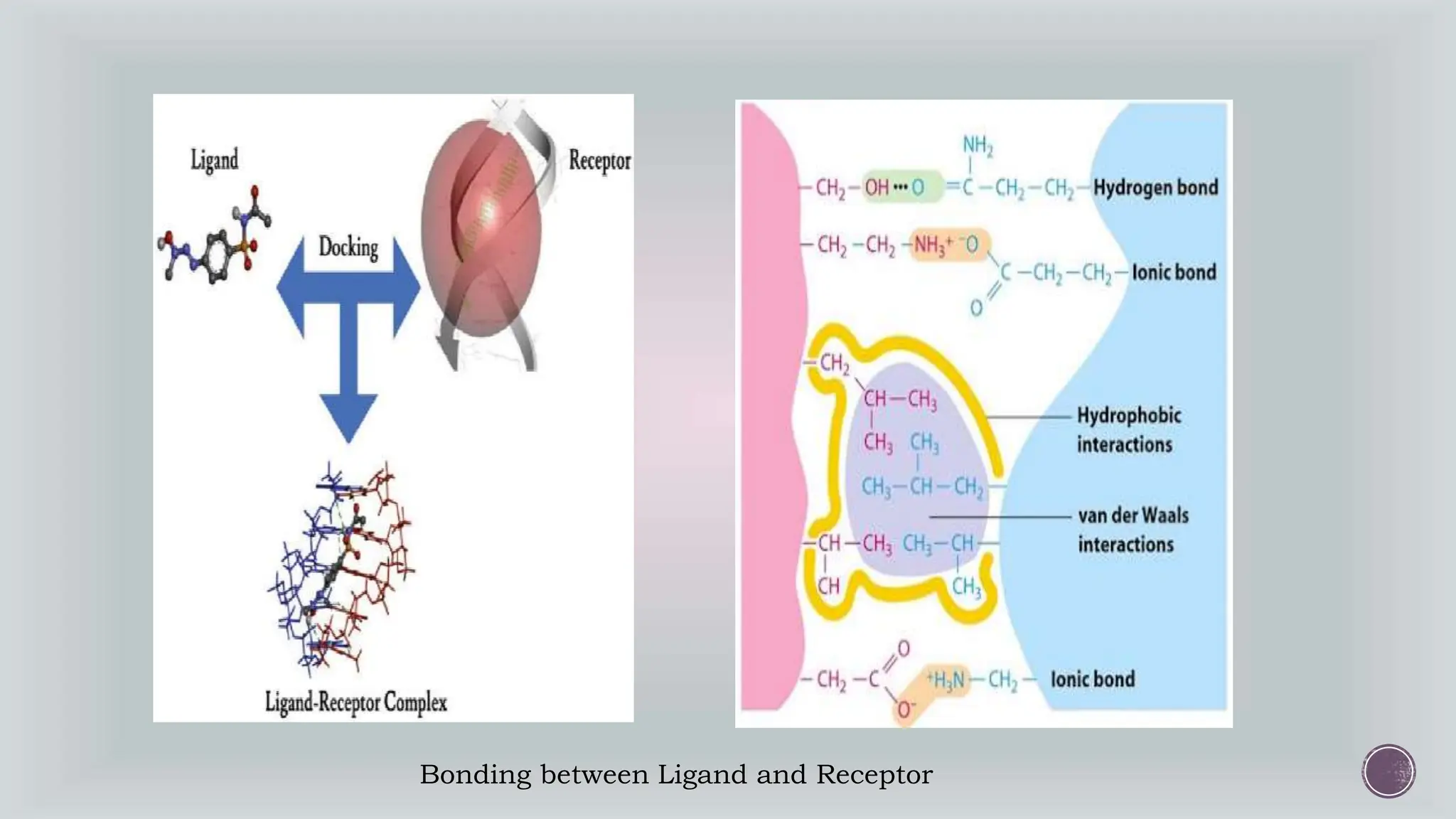 Pathogen Recognition Receptors (PRRS) & Pathogen Associated Molecular Patterns (PAMPS).pptx