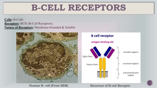 Pathogen Recognition Receptors (PRRS) & Pathogen Associated Molecular ...