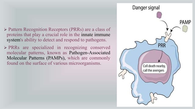 Pathogen Recognition Receptors (PRRS) & Pathogen Associated Molecular Patterns (PAMPS).pptx ...