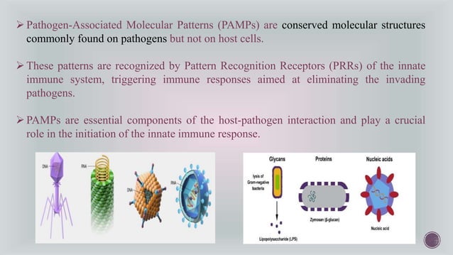 Pathogen Recognition Receptors (PRRS) & Pathogen Associated Molecular ...