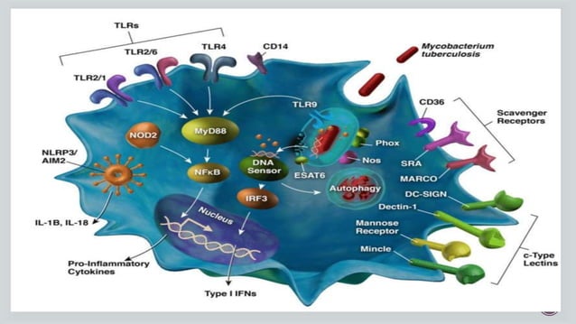 Pathogen Recognition Receptors (PRRS) & Pathogen Associated Molecular ...