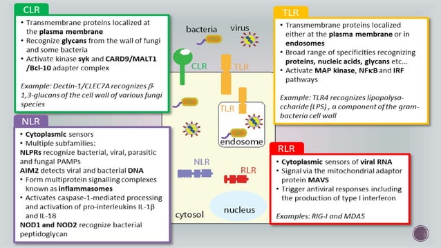 Pathogen Recognition Receptors (PRRS) & Pathogen Associated Molecular ...