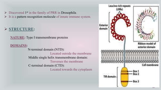 Pathogen Recognition Receptors (PRRS) & Pathogen Associated Molecular ...