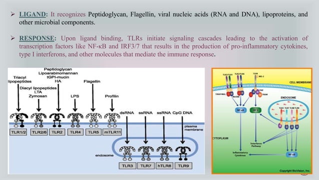 Pathogen Recognition Receptors (PRRS) & Pathogen Associated Molecular Patterns (PAMPS).pptx ...