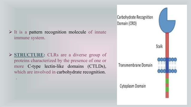 Pathogen Recognition Receptors (PRRS) & Pathogen Associated Molecular ...