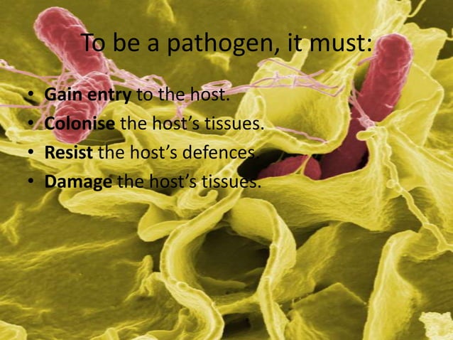 AS Level Biology - Pathogens | PPTX | Infectious Diseases | Diseases ...