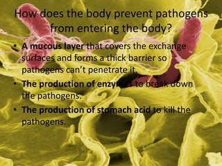 AS Level Biology - Pathogens | PPTX