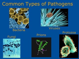Pathogens.ppt