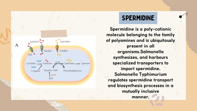 Seminario biología molecular- Spermidin constitutes a key of motility ...