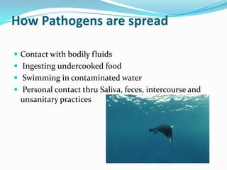 Pathogens, immunity & inflammations | PPTX
