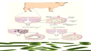 Pathogens in milk | PPTX