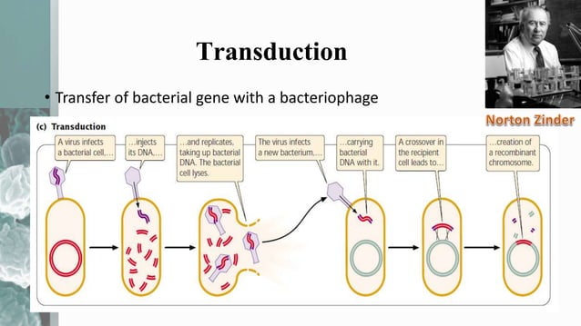 Pathogen variability,concept and mechanism | PPTX