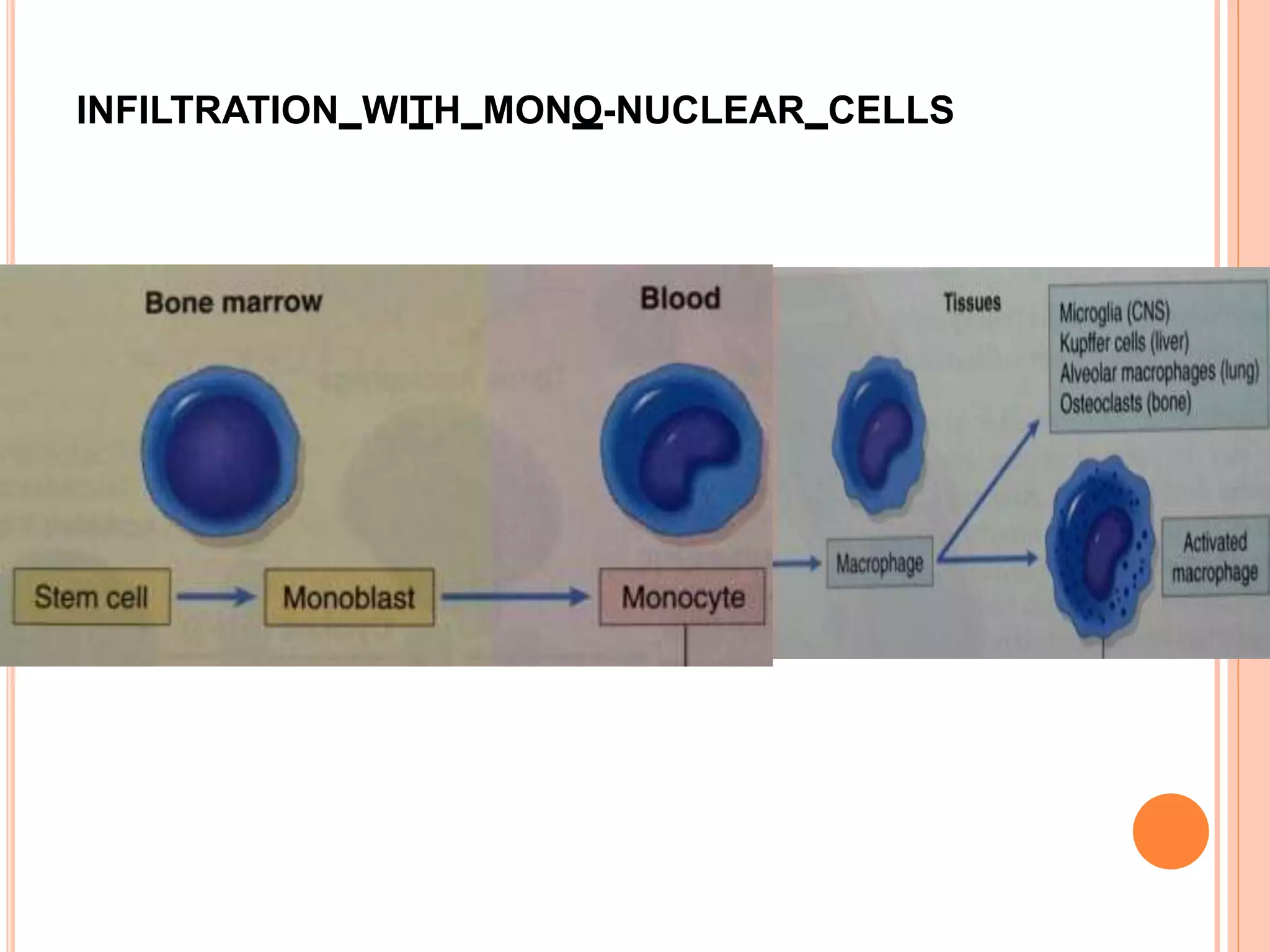 Patho inflammation | PPTX