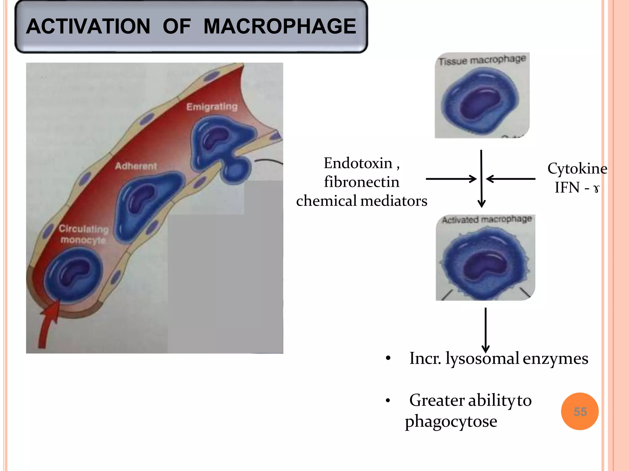 Patho inflammation | PPTX