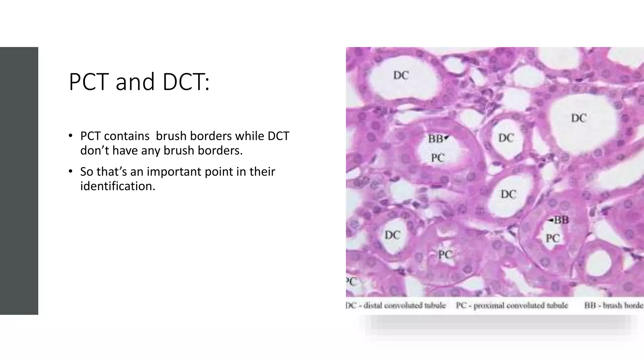 Kidney(General Anatomy and Histology) | PPTX