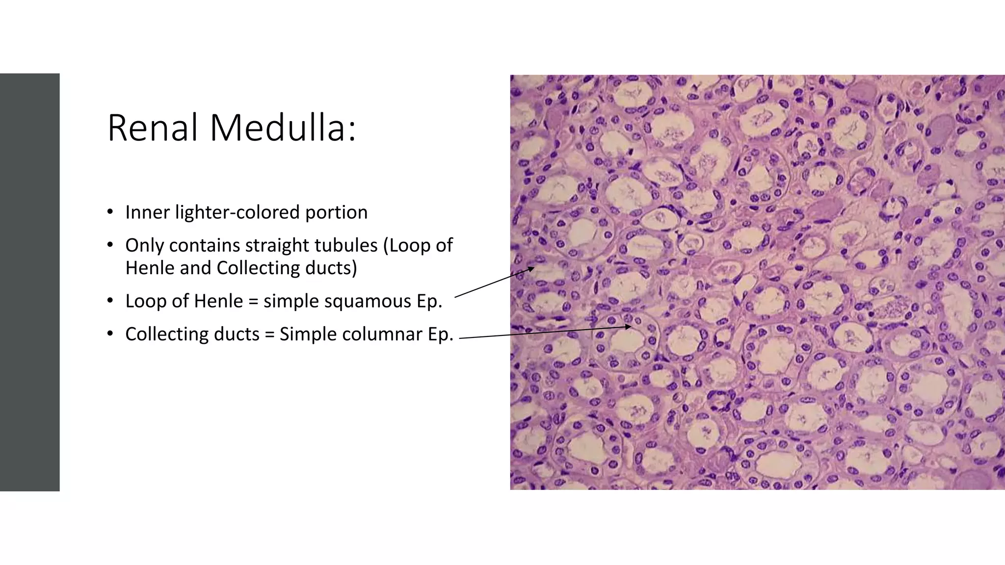 Kidney(General Anatomy and Histology) | PPTX