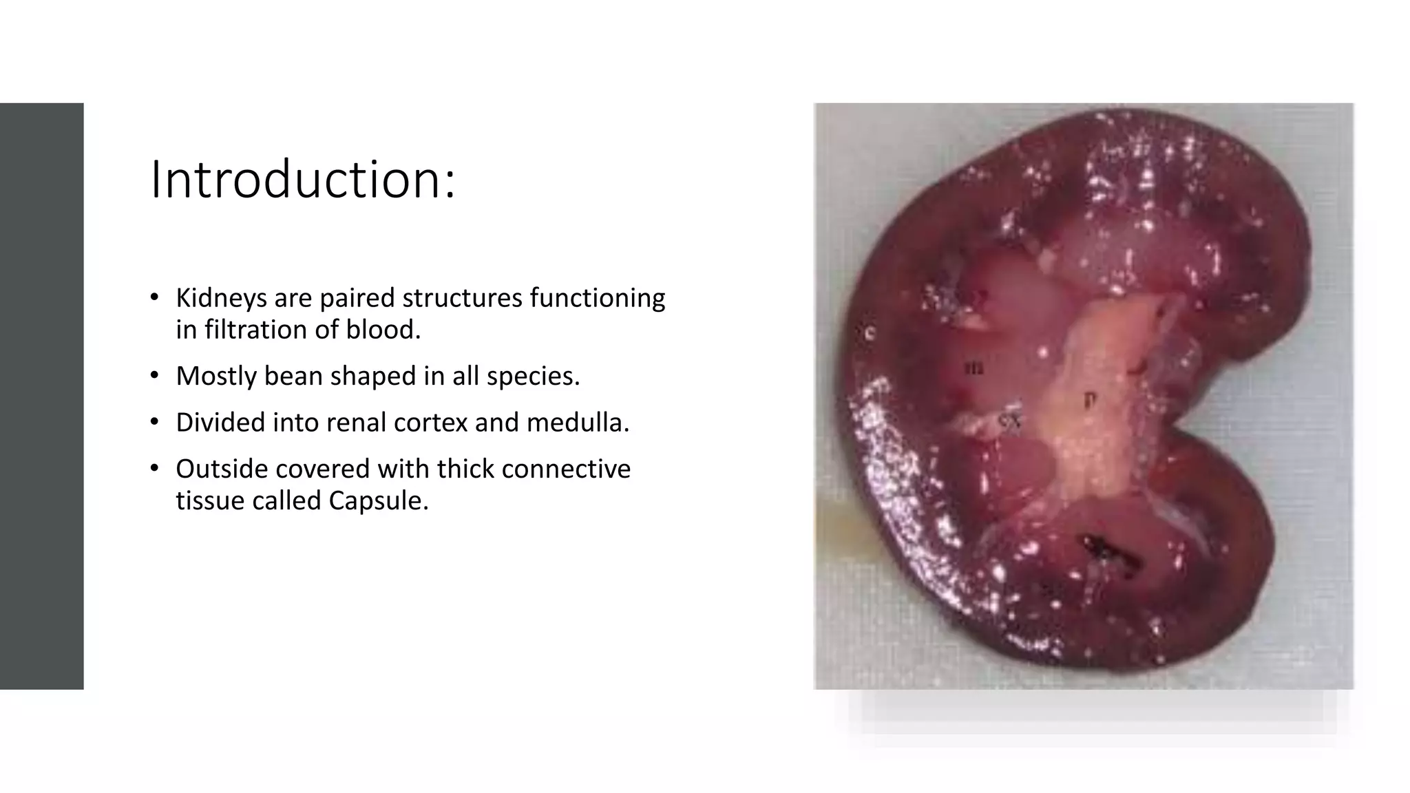 Kidney(General Anatomy and Histology) | PPTX
