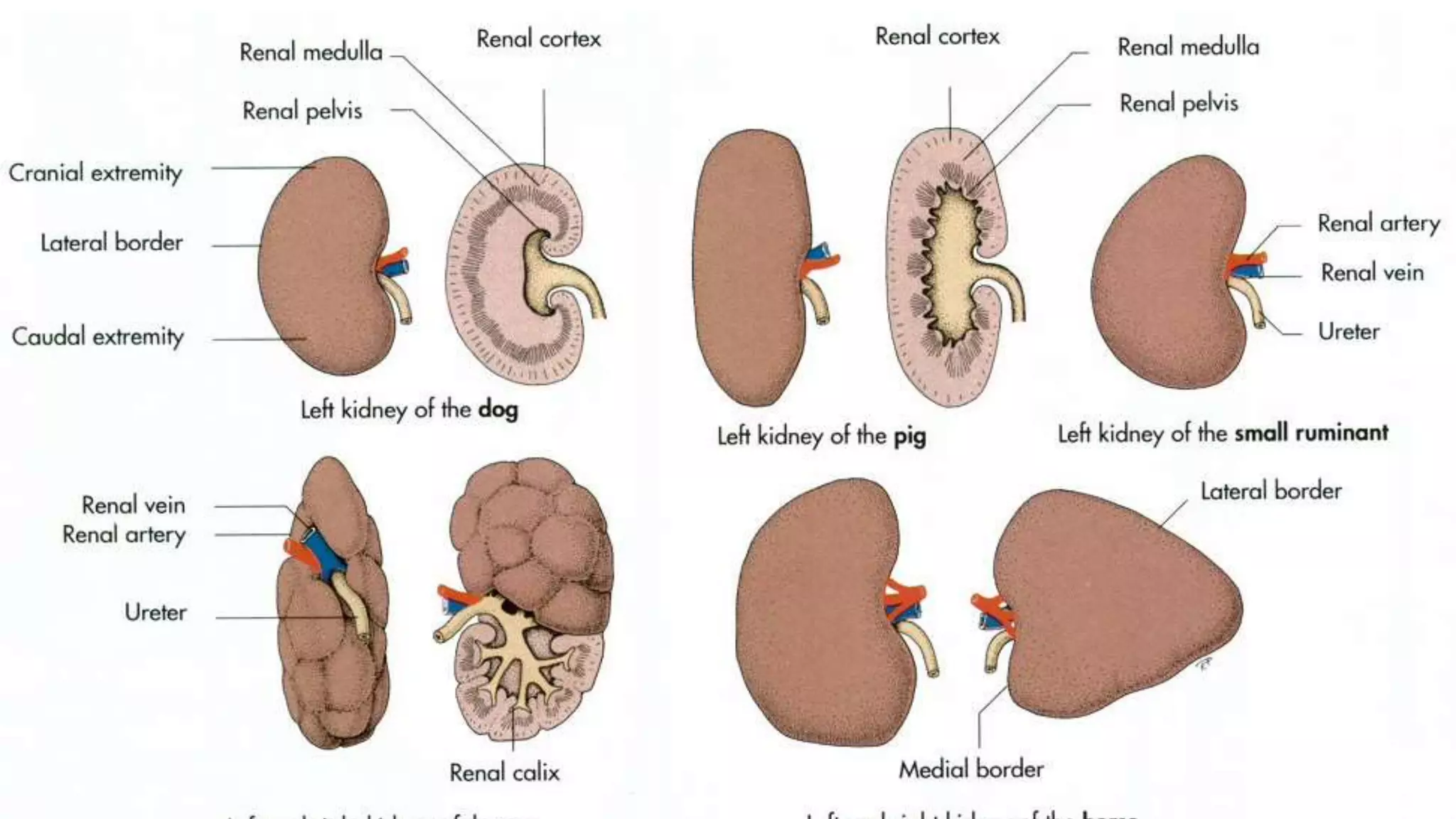 Kidney(General Anatomy and Histology) | PPTX