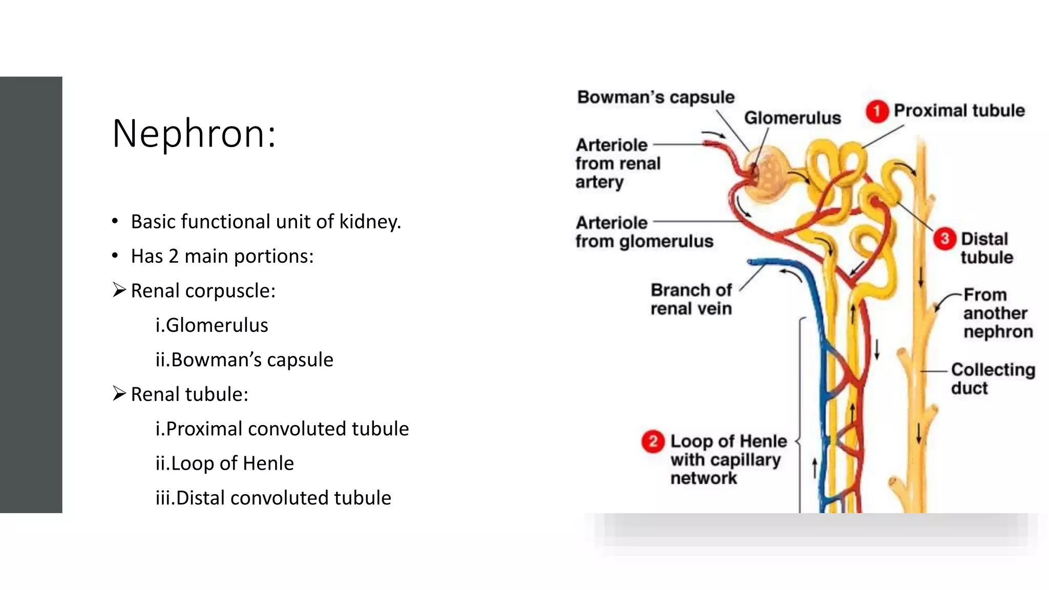 Kidney(General Anatomy and Histology) | PPTX