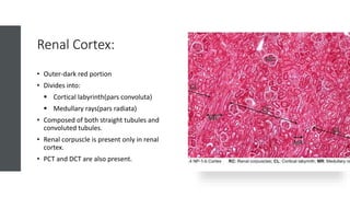 Kidney(General Anatomy and Histology) | PPTX