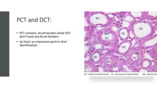 Kidney(General Anatomy and Histology) | PPTX