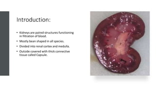 Kidney(General Anatomy and Histology) | PPTX