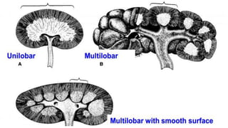 Kidney(General Anatomy and Histology) | PPTX