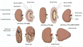 Kidney(General Anatomy and Histology) | PPTX