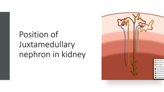 Kidney(General Anatomy and Histology) | PPTX