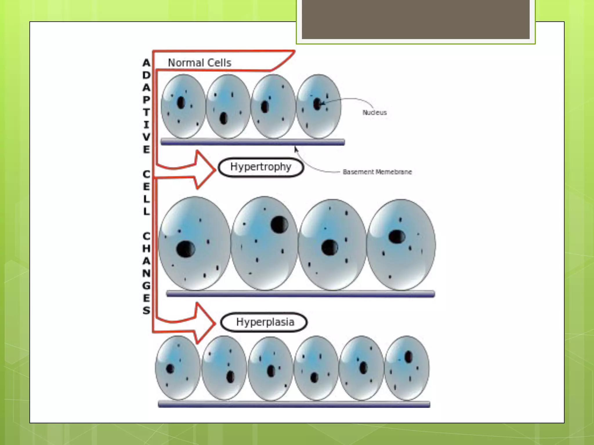 Pathological process of disease development process in fish | PDF