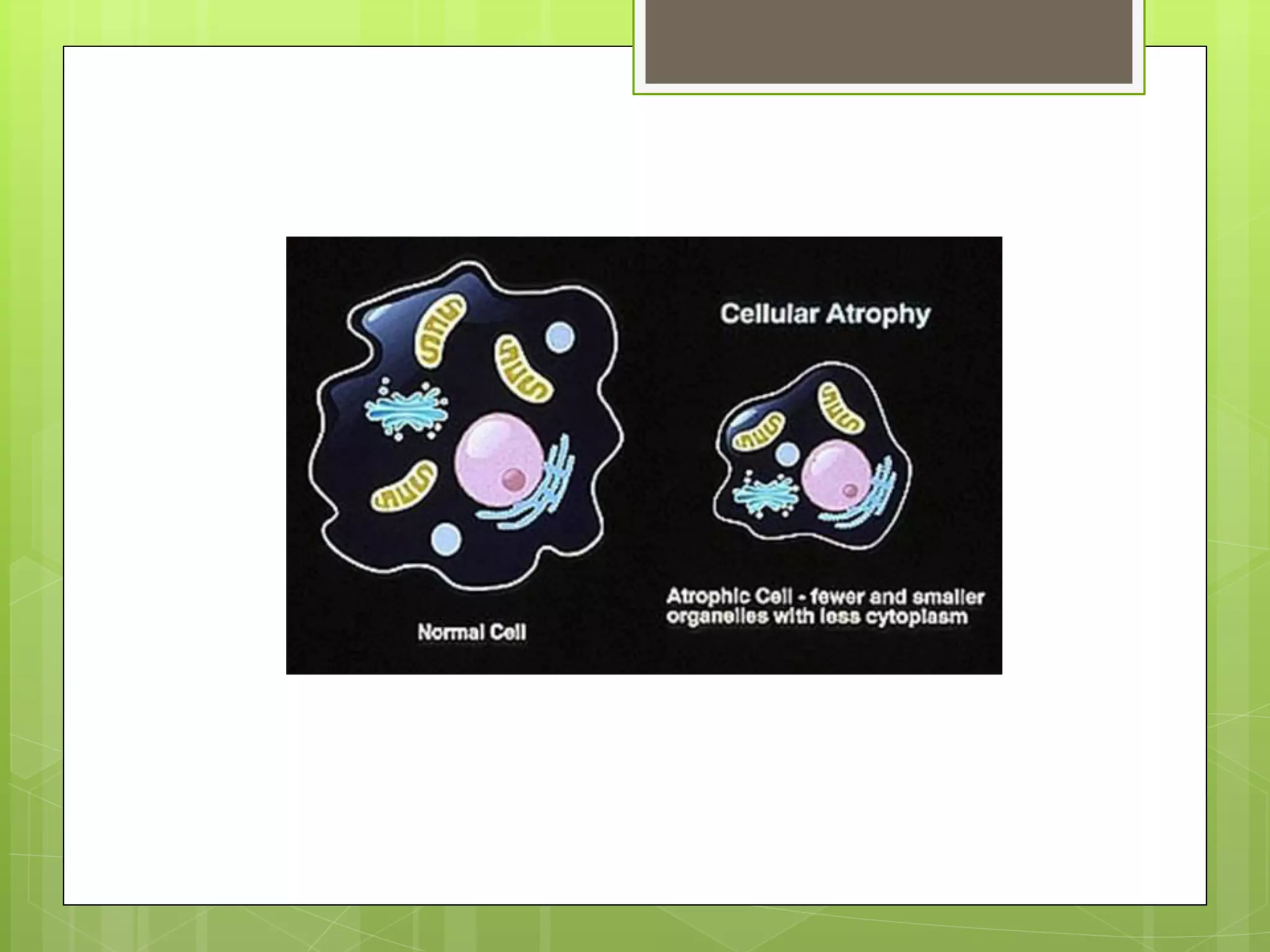 Pathological process of disease development process in fish | PDF