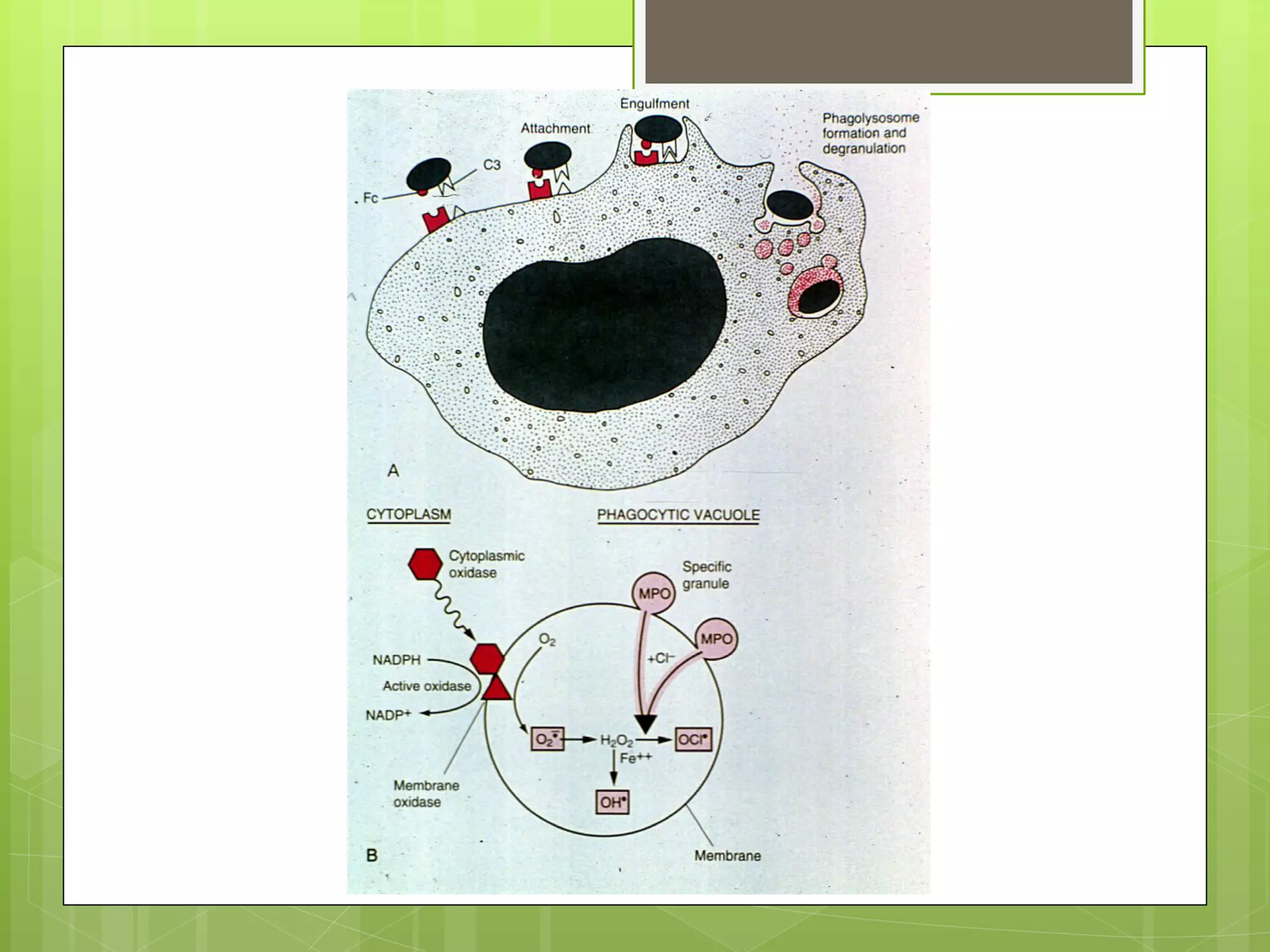Pathological process of disease development process in fish | PDF