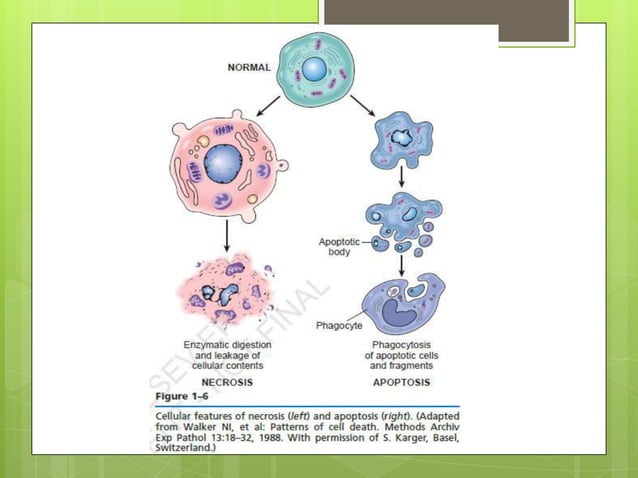 Pathological process of disease development process in fish | PDF
