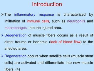 pathologic changes of muscle in injury.ppt