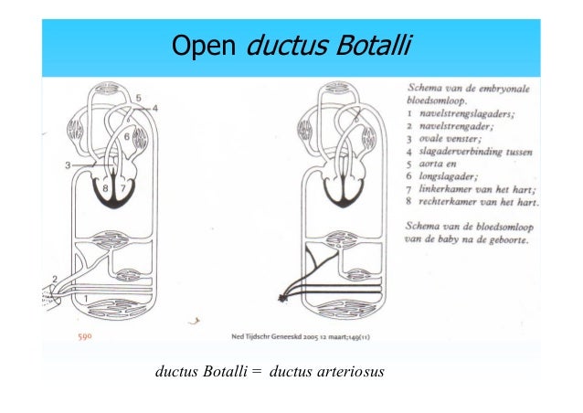 Pathologie hart bloedvaten