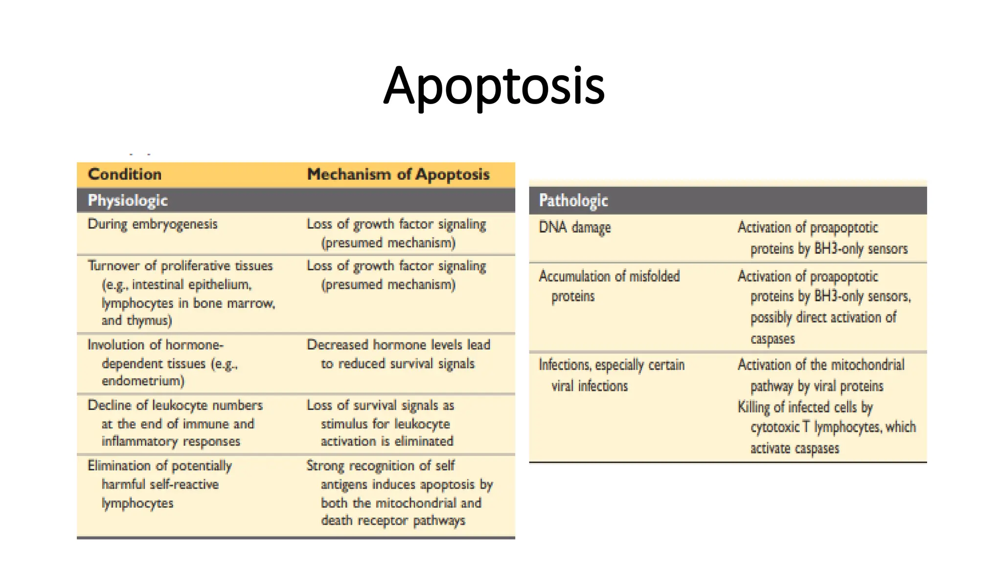 Pathogenesis of apoptosis complete .pptx