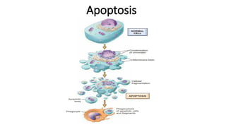 Pathogenesis of apoptosis complete .pptx