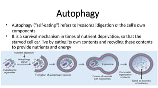 Pathogenesis of apoptosis complete .pptx