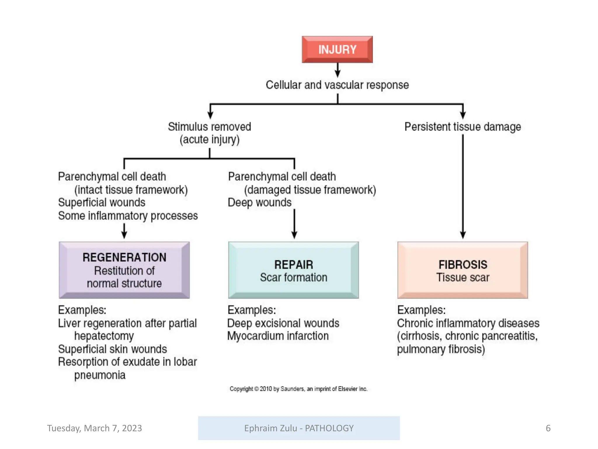 PATHOLOGY - lecture - Healing & Repair.pdf