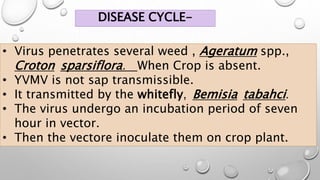 Virus and virod disease | PPTX