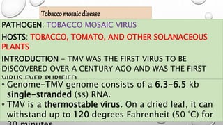 Virus and virod disease | PPTX